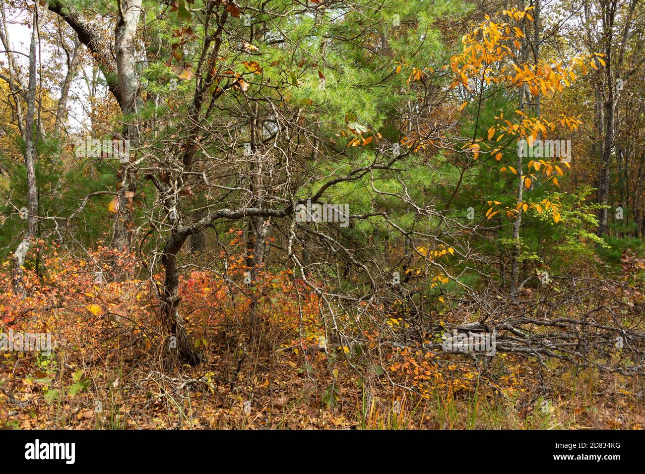 Sand ridge state forest hi-res stock photography and images - Alamy