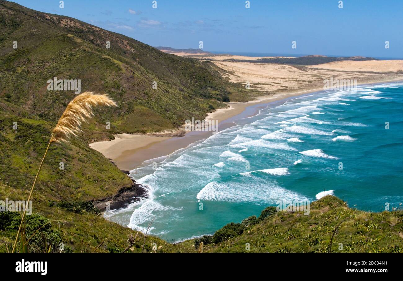 Flax Waving Over the Beach at Cape Reinga NZ Stock Photo - Alamy