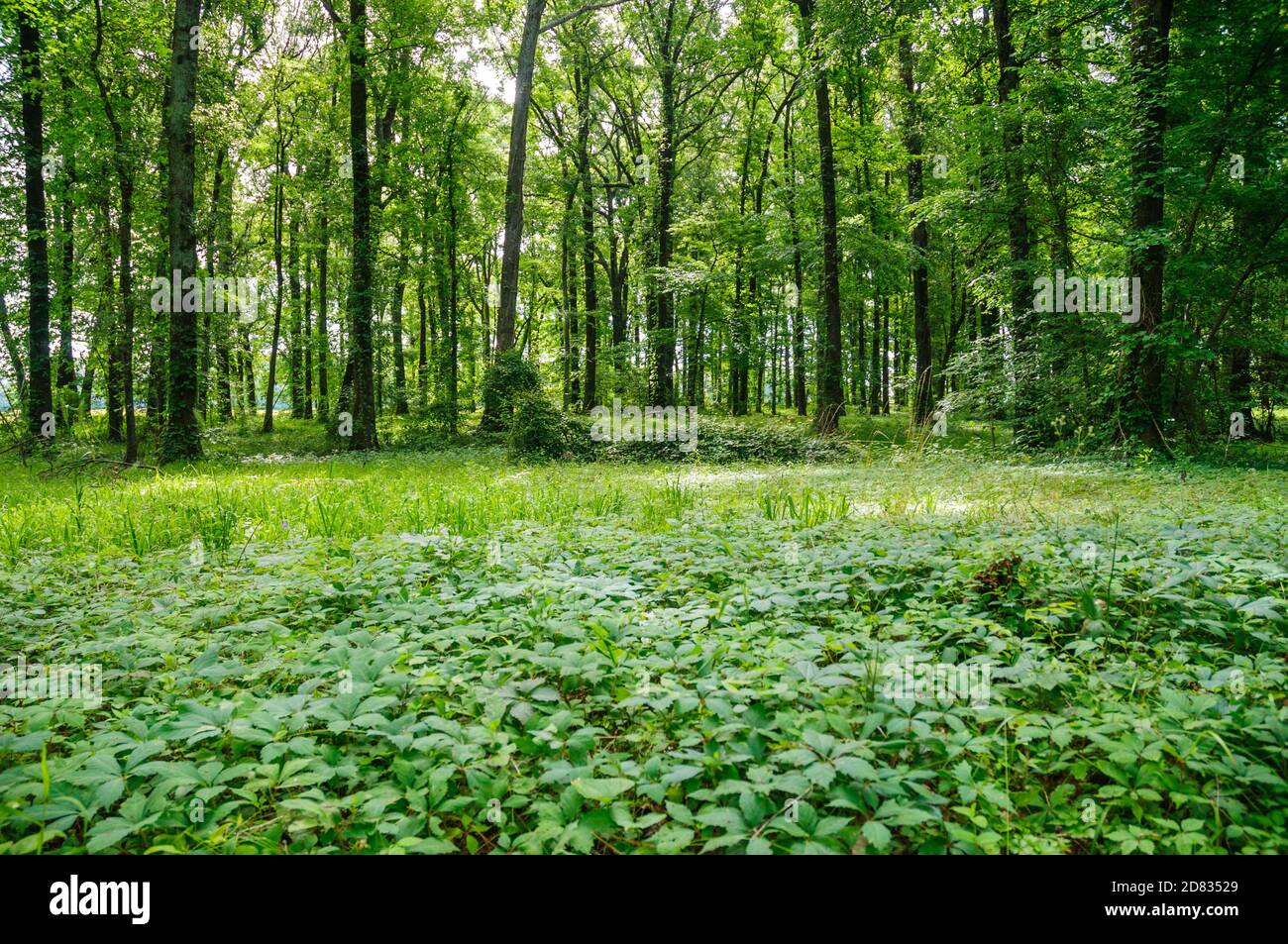 Poverty Point National Monument Stock Photo - Alamy