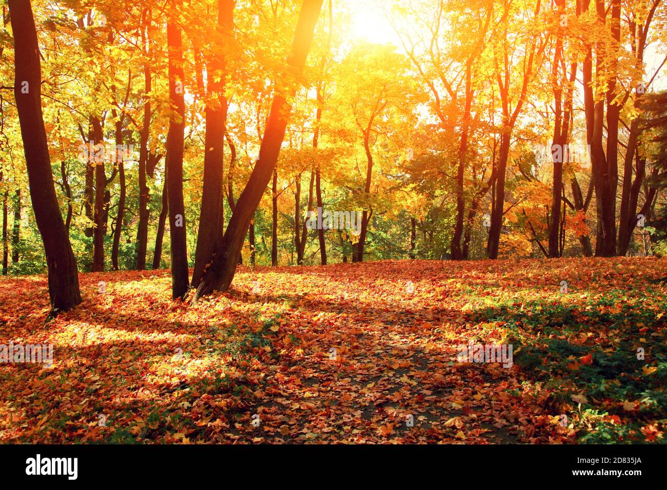Beautiful autumn background with yellow and red leaves Stock Photo - Alamy