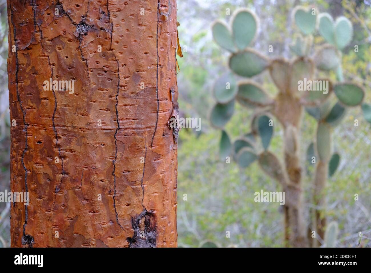 Ecuador Galapagos Islands - Santa Cruz Island Galapagos prickly pear ...