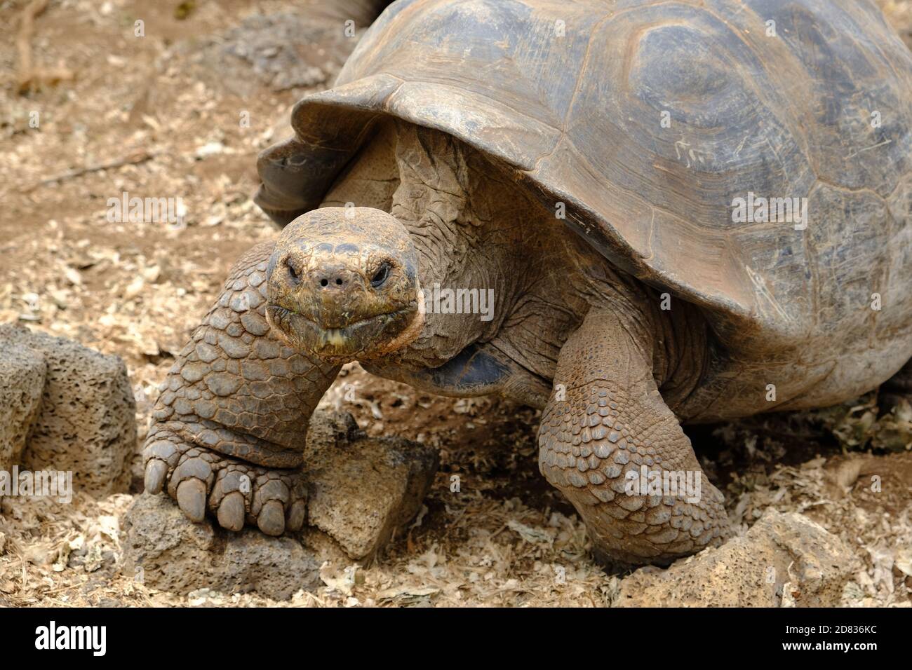 Ecuador Galapagos Islands - Santa Cruz Island Giant Galapagos tortoise ...