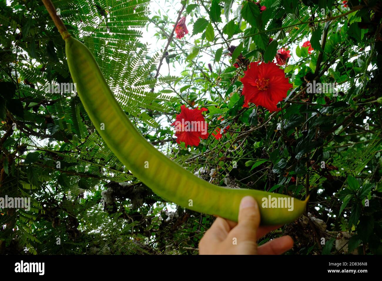 Ecuador Galapagos Islands - Santa Cruz Island Flame tree fruit - royal ...