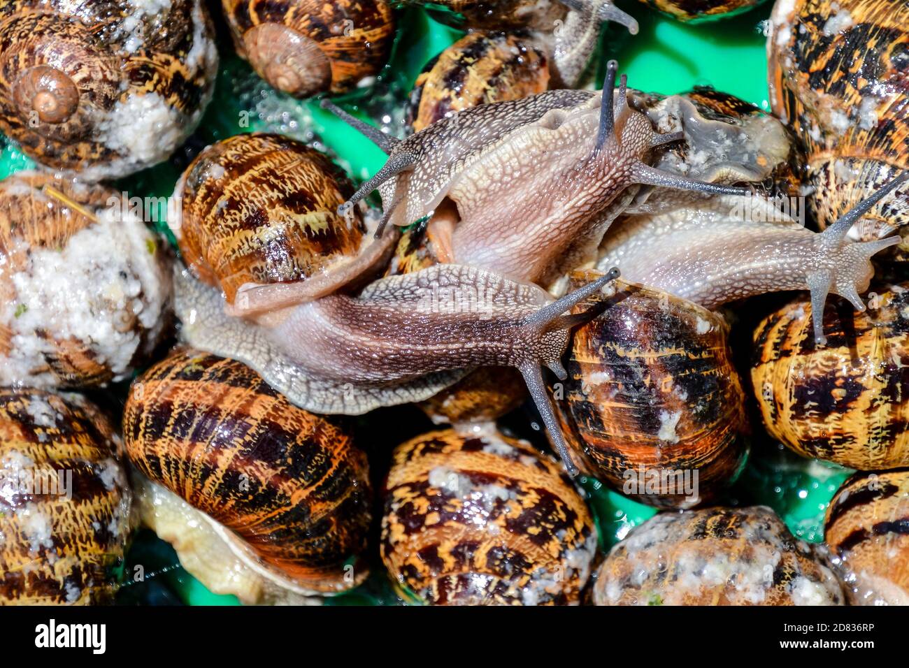 Edible snail escargot Stock Photo - Alamy