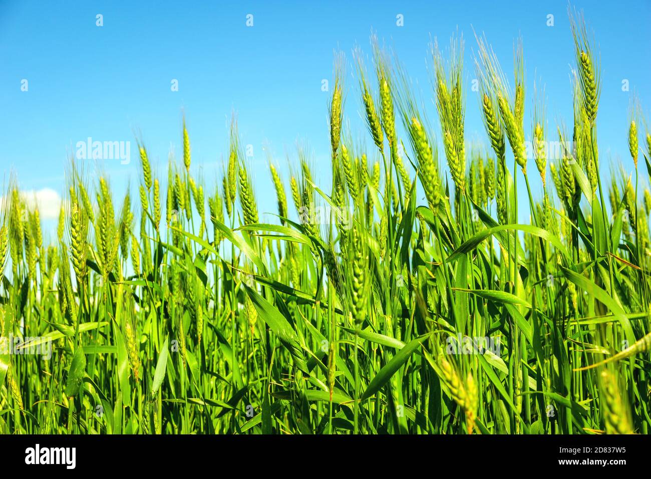 Palouse people hi-res stock photography and images - Alamy