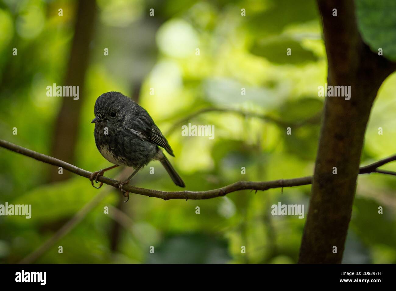 Black robin new zealand hi-res stock photography and images - Alamy