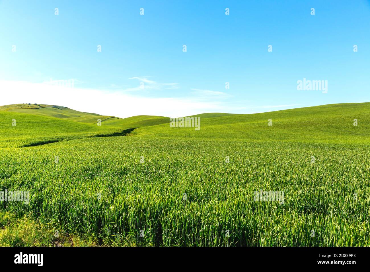 Palouse wheat hi-res stock photography and images - Alamy