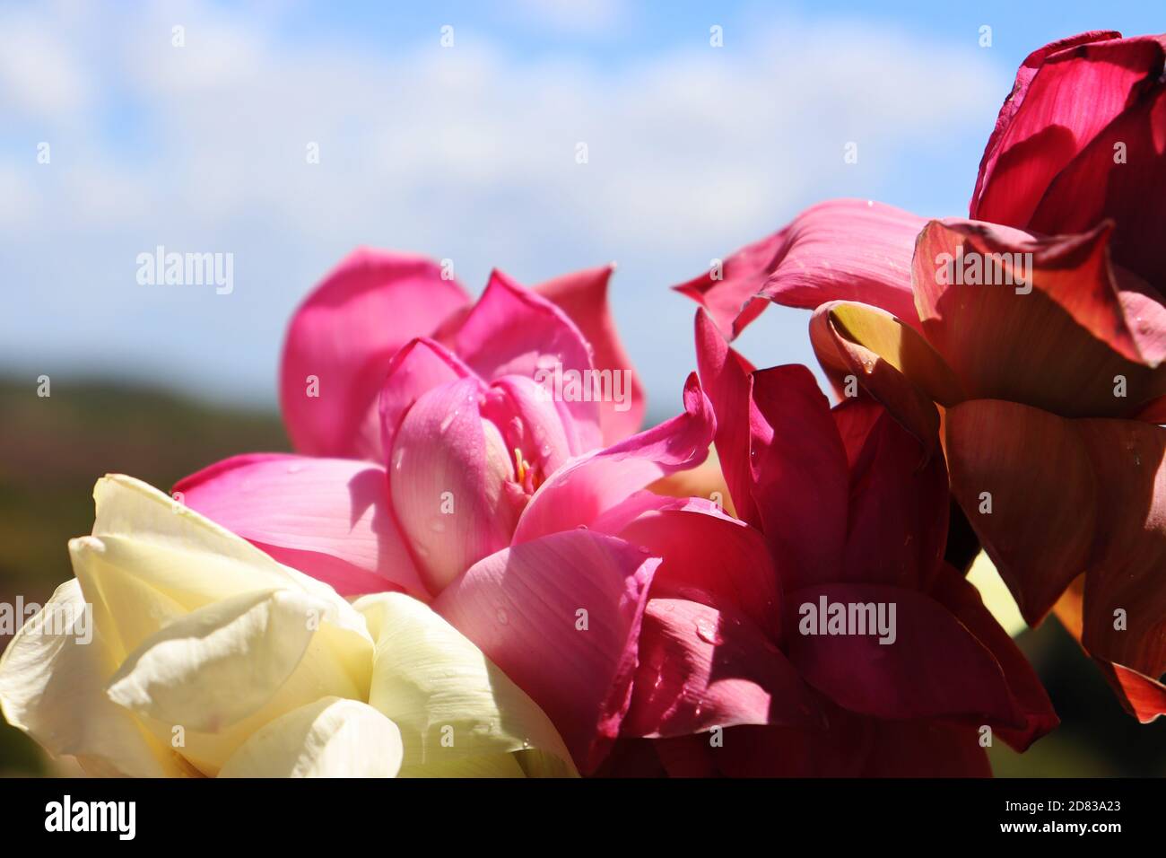 white and rose color lotus flowers held in both hand Stock Photo - Alamy