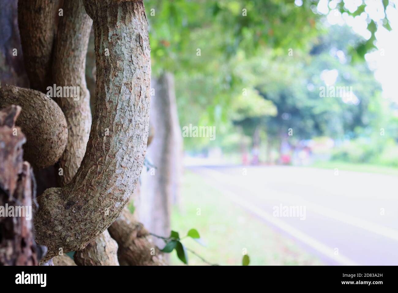 A tree with a strong old vine near a highway Stock Photo - Alamy