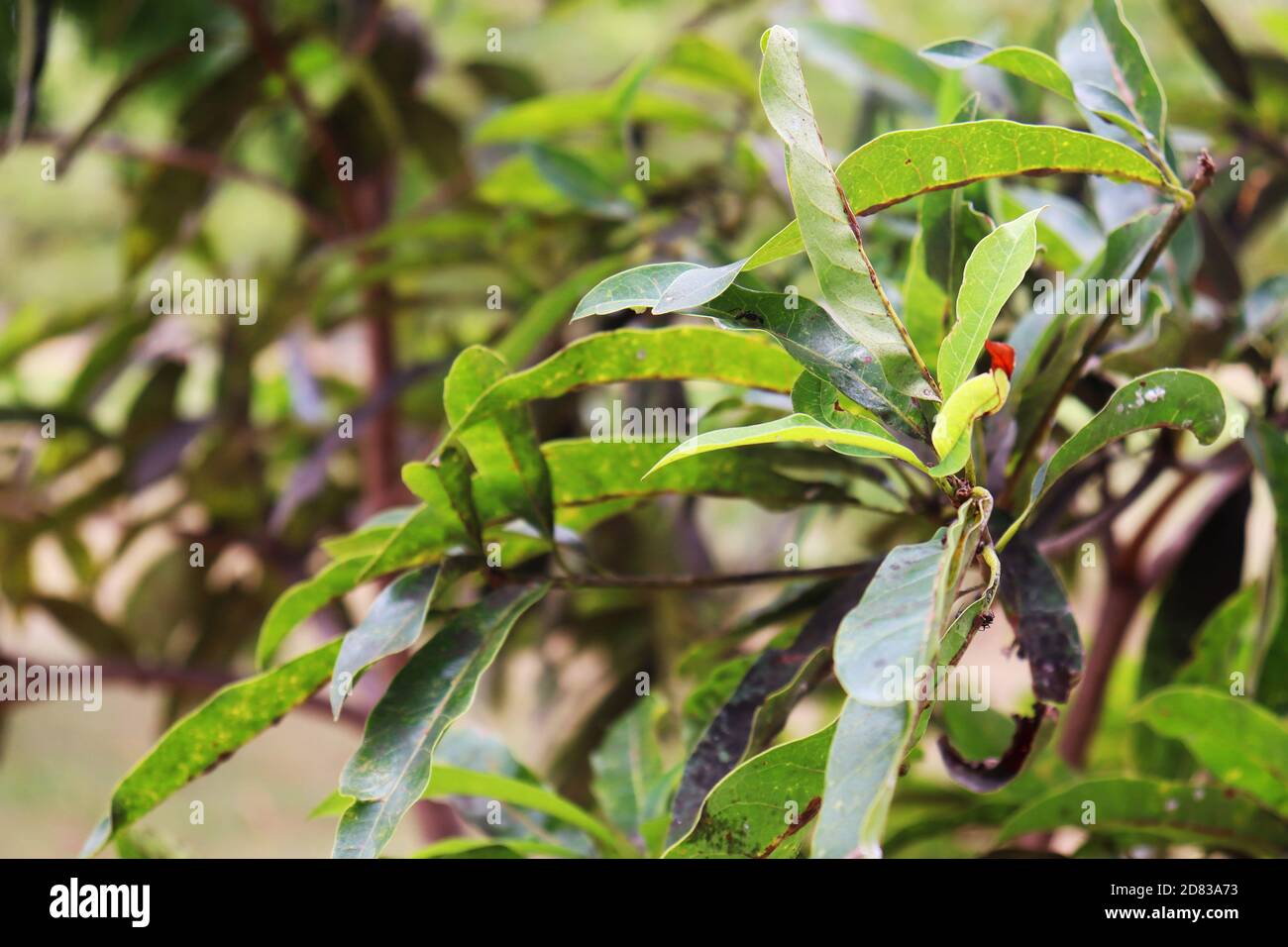 close up picture of mango leaves Stock Photo - Alamy