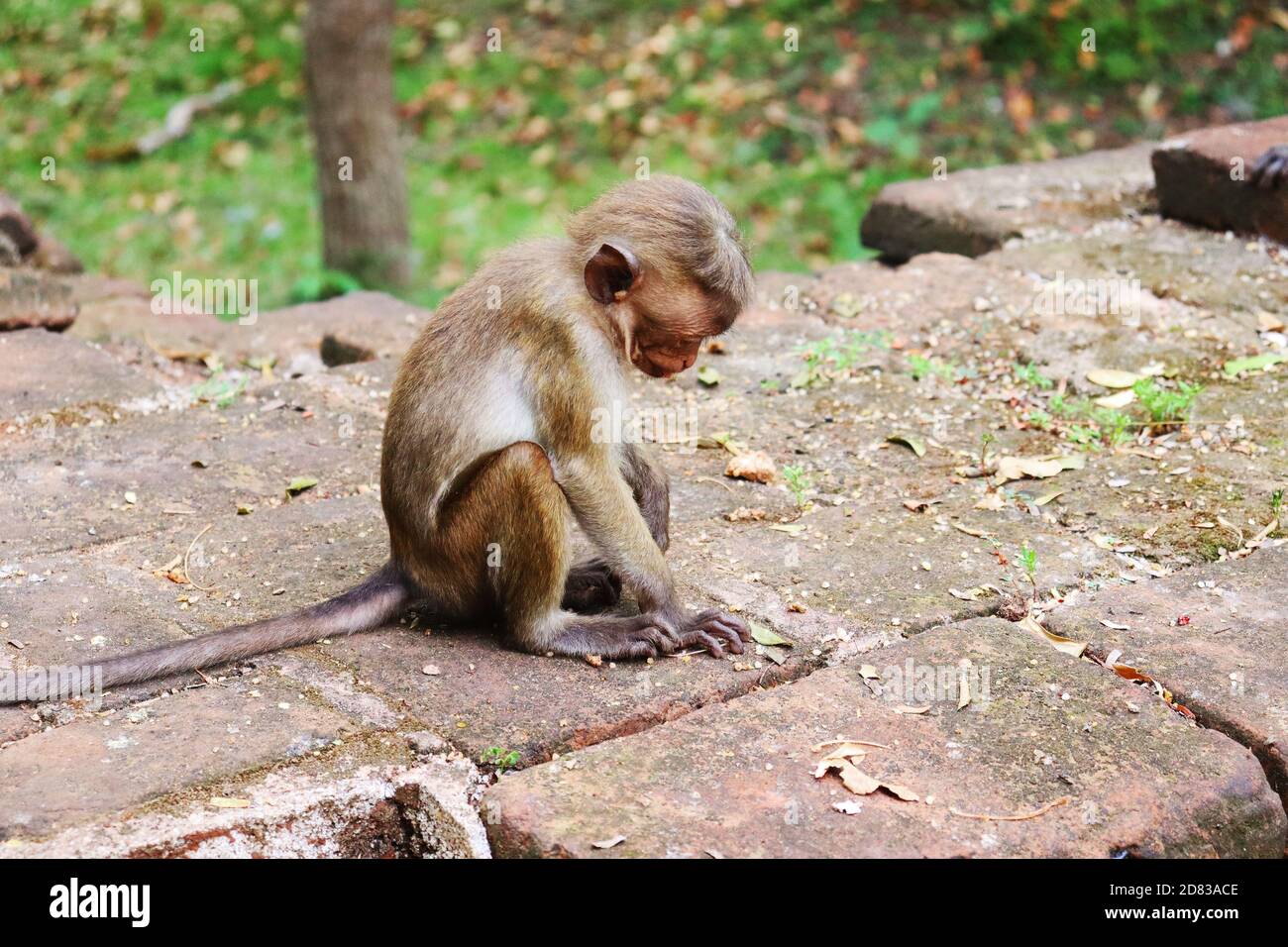 baby simian is playing in the ground Stock Photo - Alamy