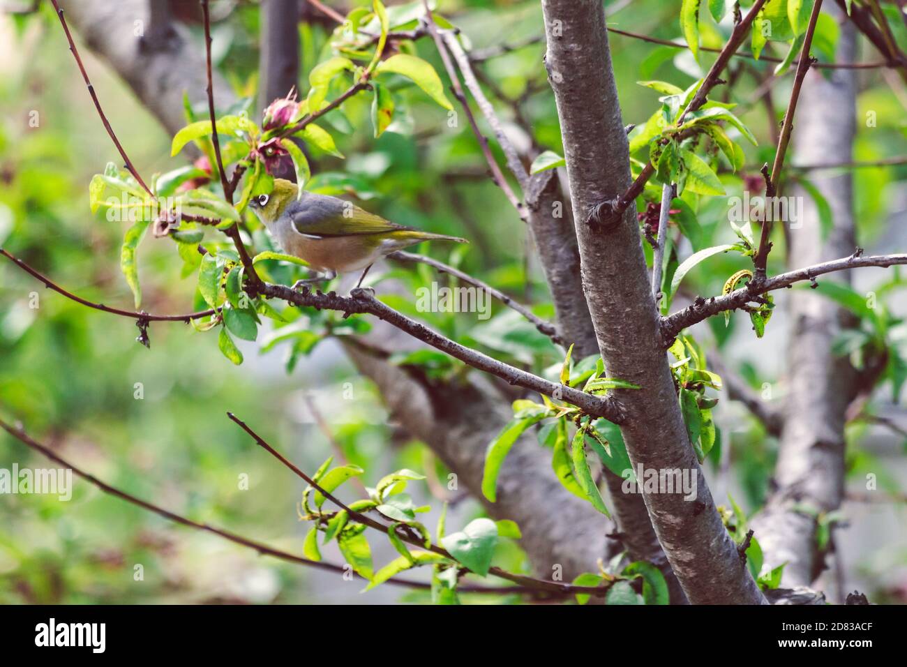 green-backed white-eye bird with green feathers and white ring around ...