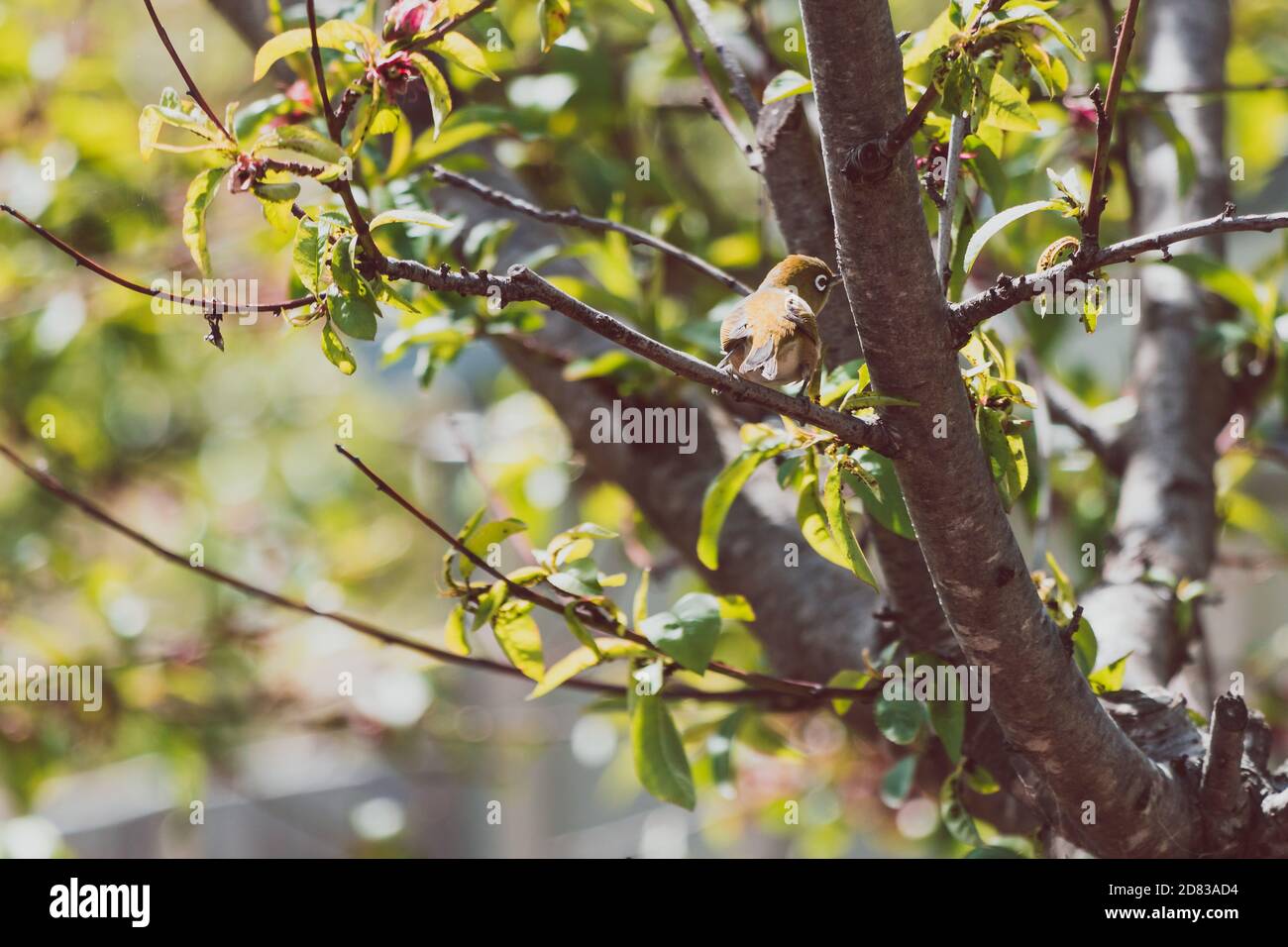 White ring around eye eyes hi-res stock photography and images - Alamy