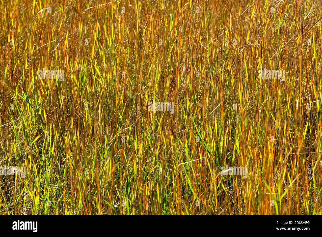 A horizontal image of wild grass turning the colors of fall in rural ...