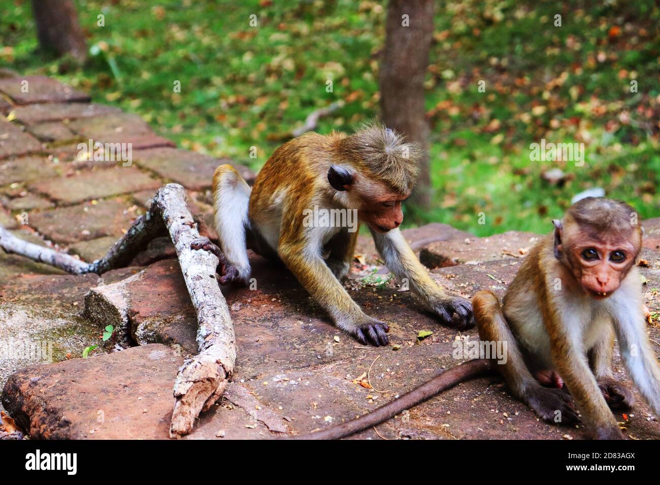 Senegal tree erosion hi-res stock photography and images - Alamy