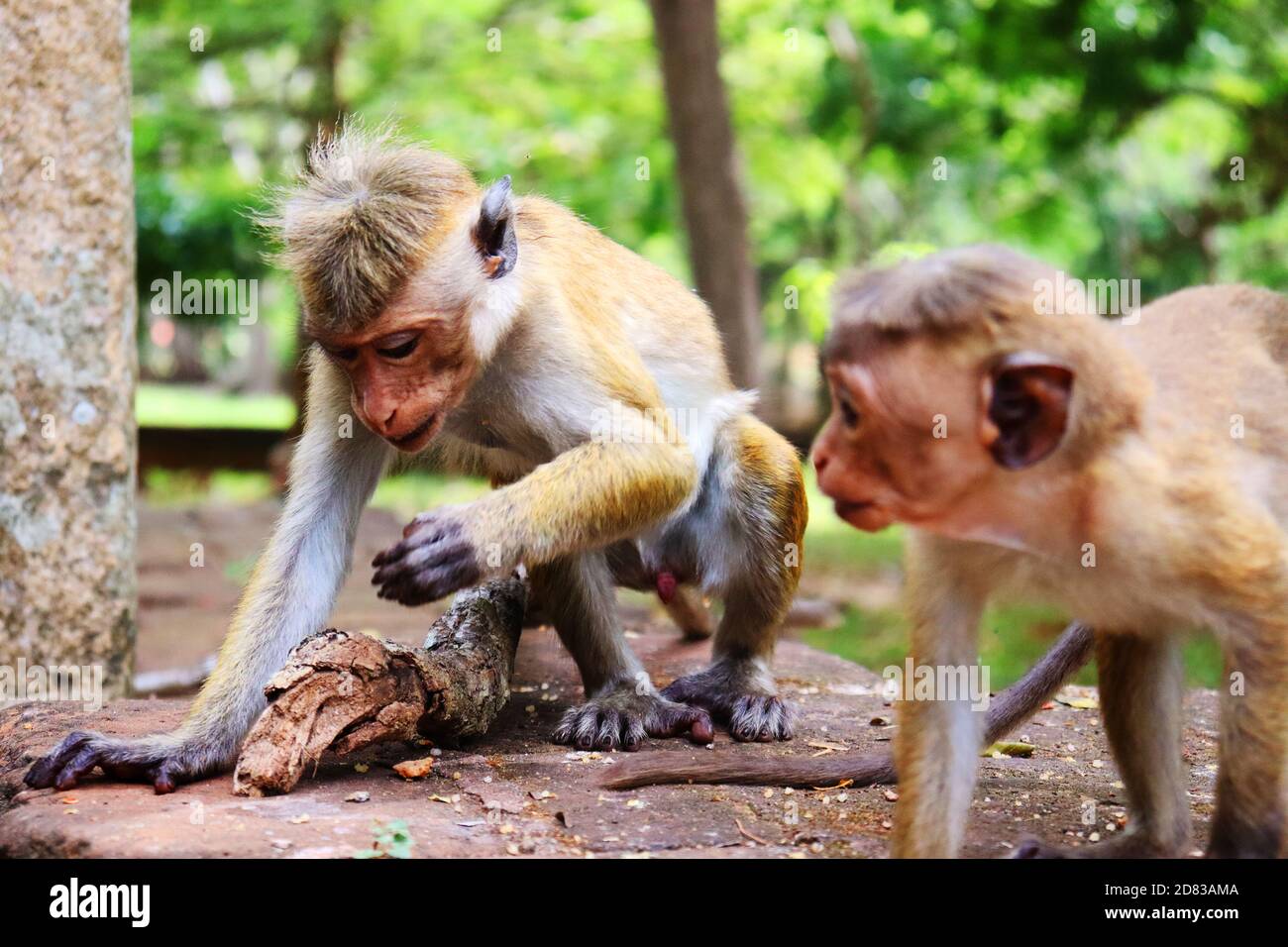 Monkeys zoo playing hi-res stock photography and images - Alamy