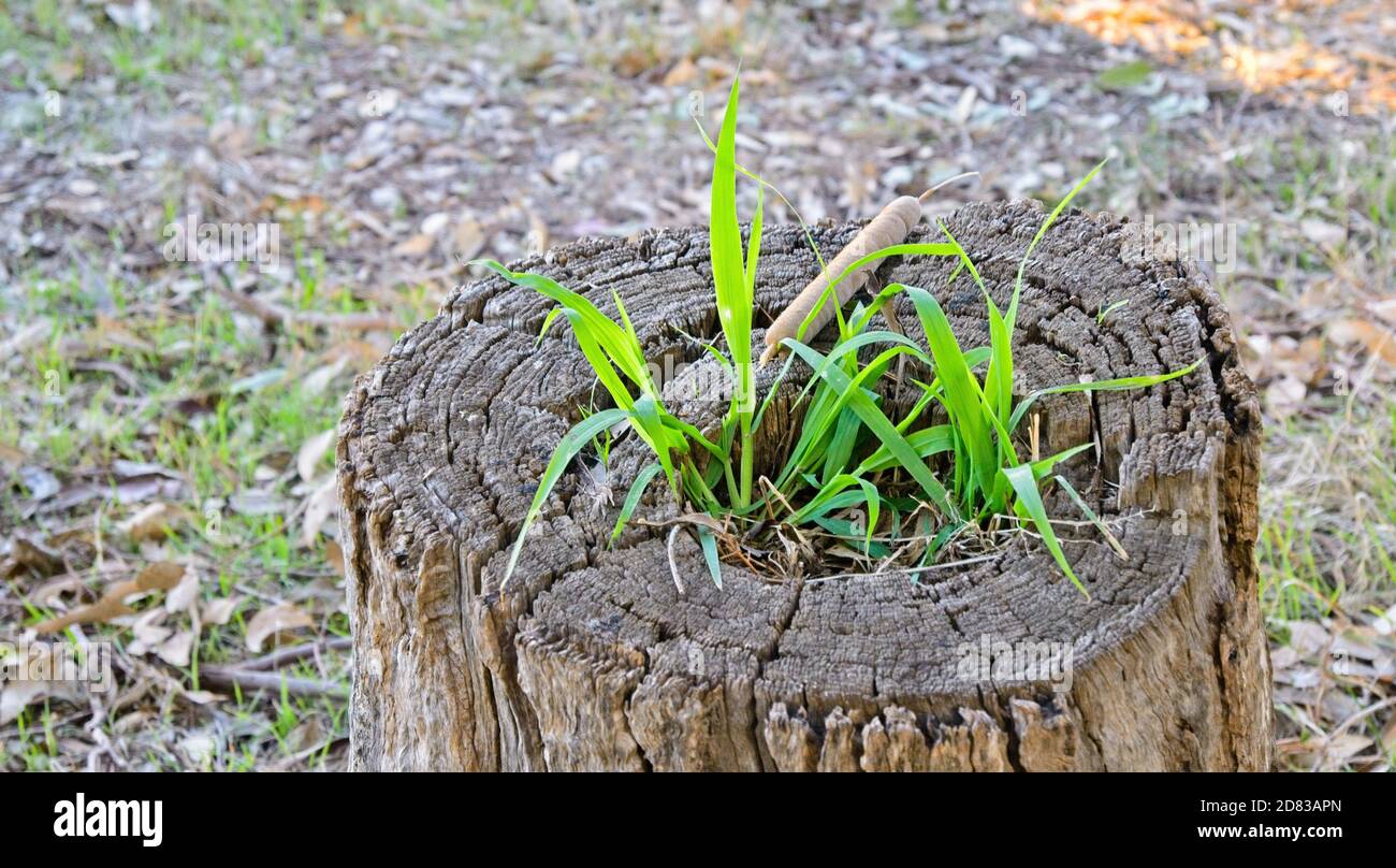 Long Grass Growing in an Old Tree Stump Stock Photo - Alamy
