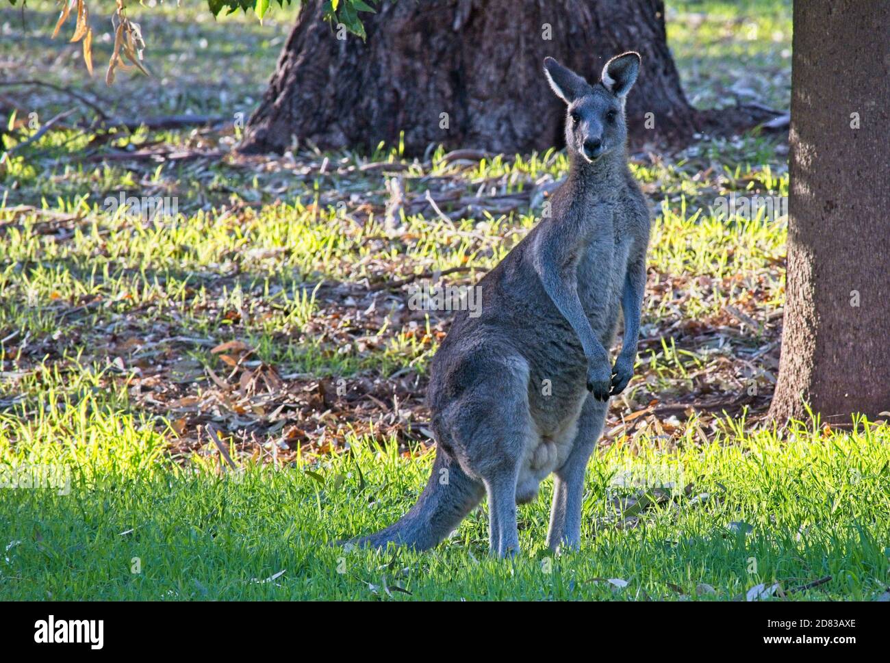 Kangaroo Standing Up