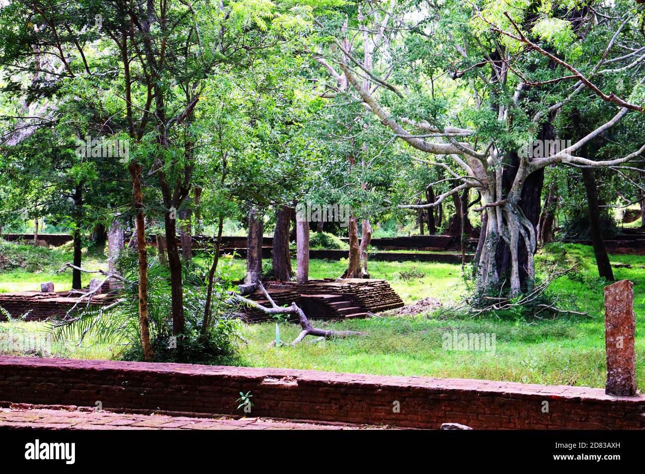 Jungle canopies hi-res stock photography and images - Alamy