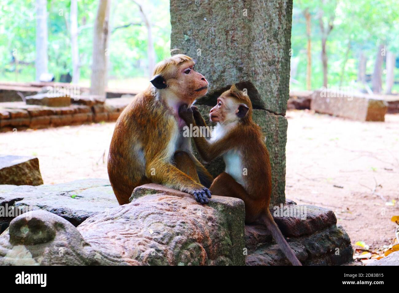 Senegal family mother hi-res stock photography and images - Alamy