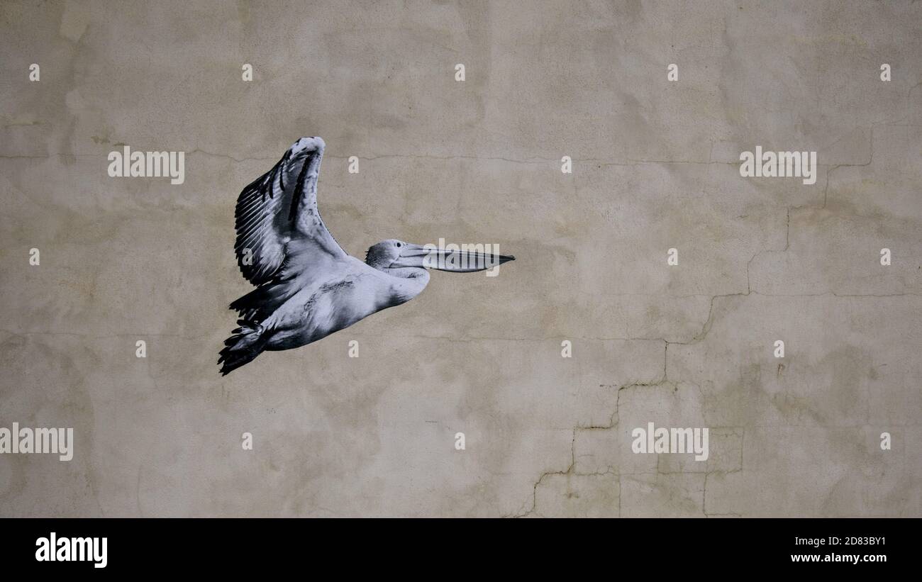 Pelican mural hi-res stock photography and images - Alamy