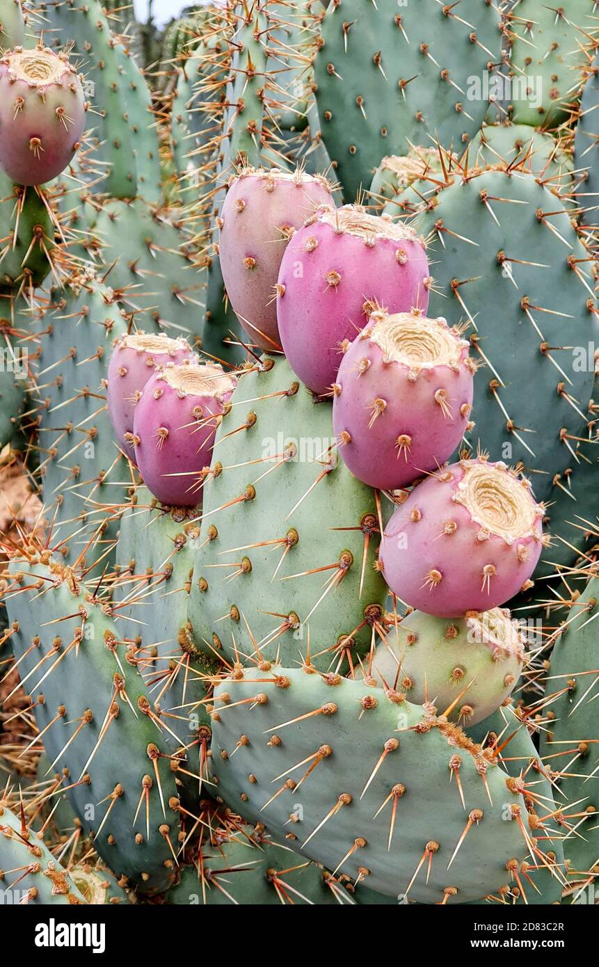 Cactus with a Pink Fruit Stock Photo - Alamy