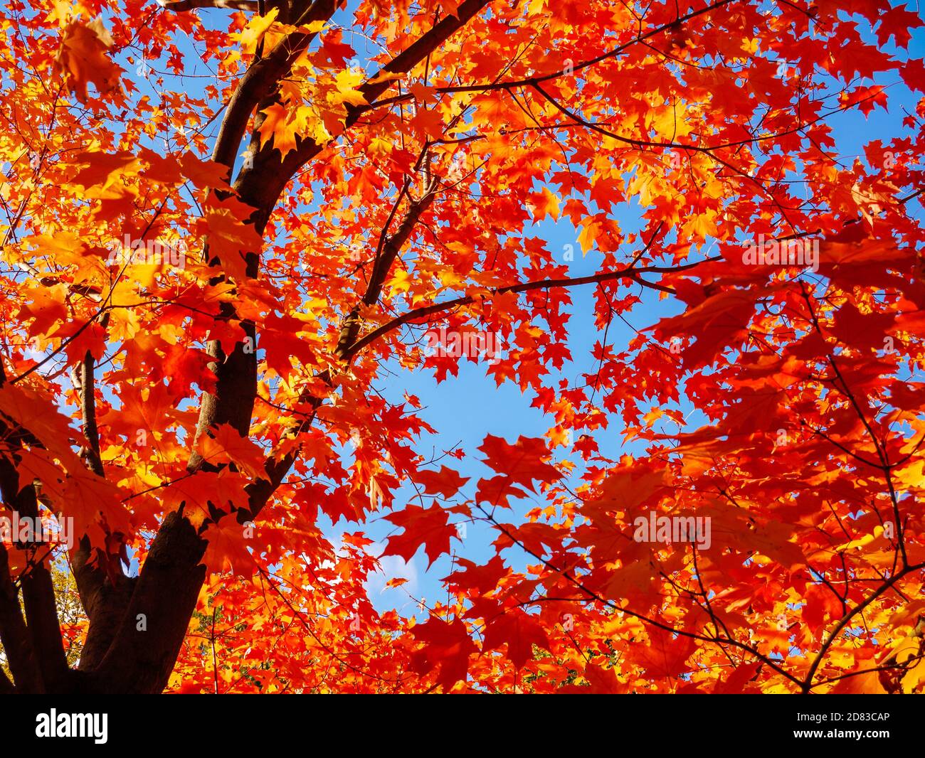 Pictures Of Oak And Maple Leaves at Layla Warner blog