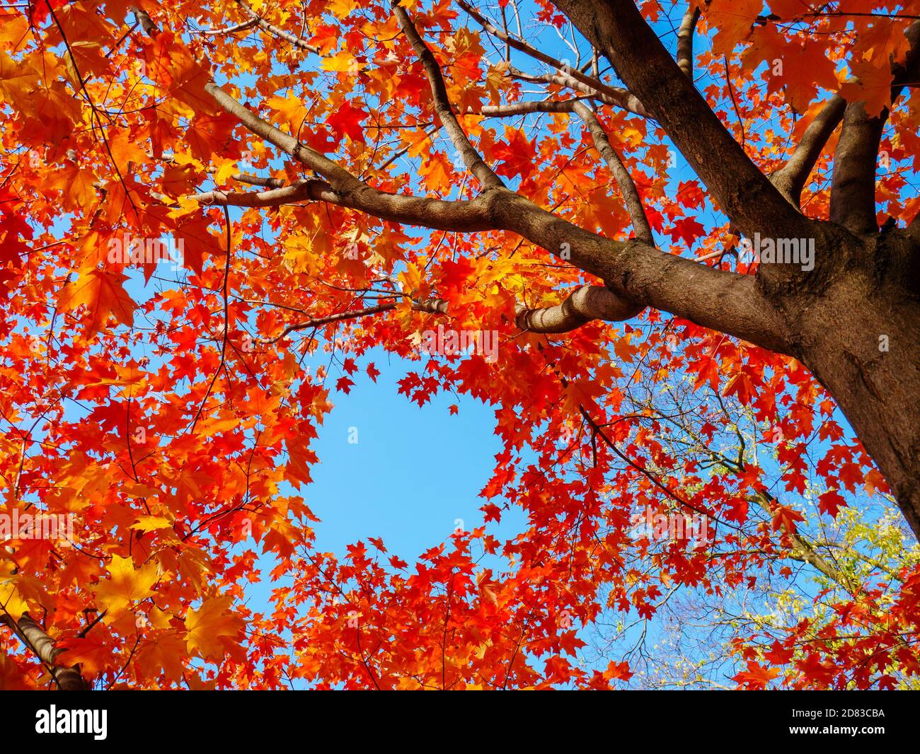 Sugar maple tree branches hi-res stock photography and images - Alamy