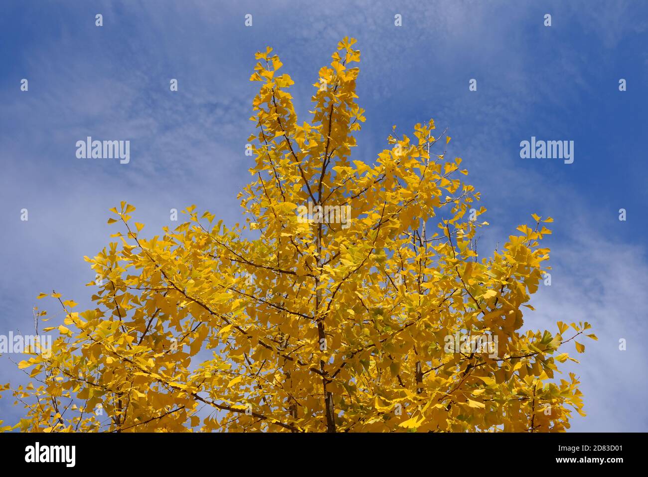 Ginkgo Biloba Tree High Resolution Stock Photography and Images - Alamy