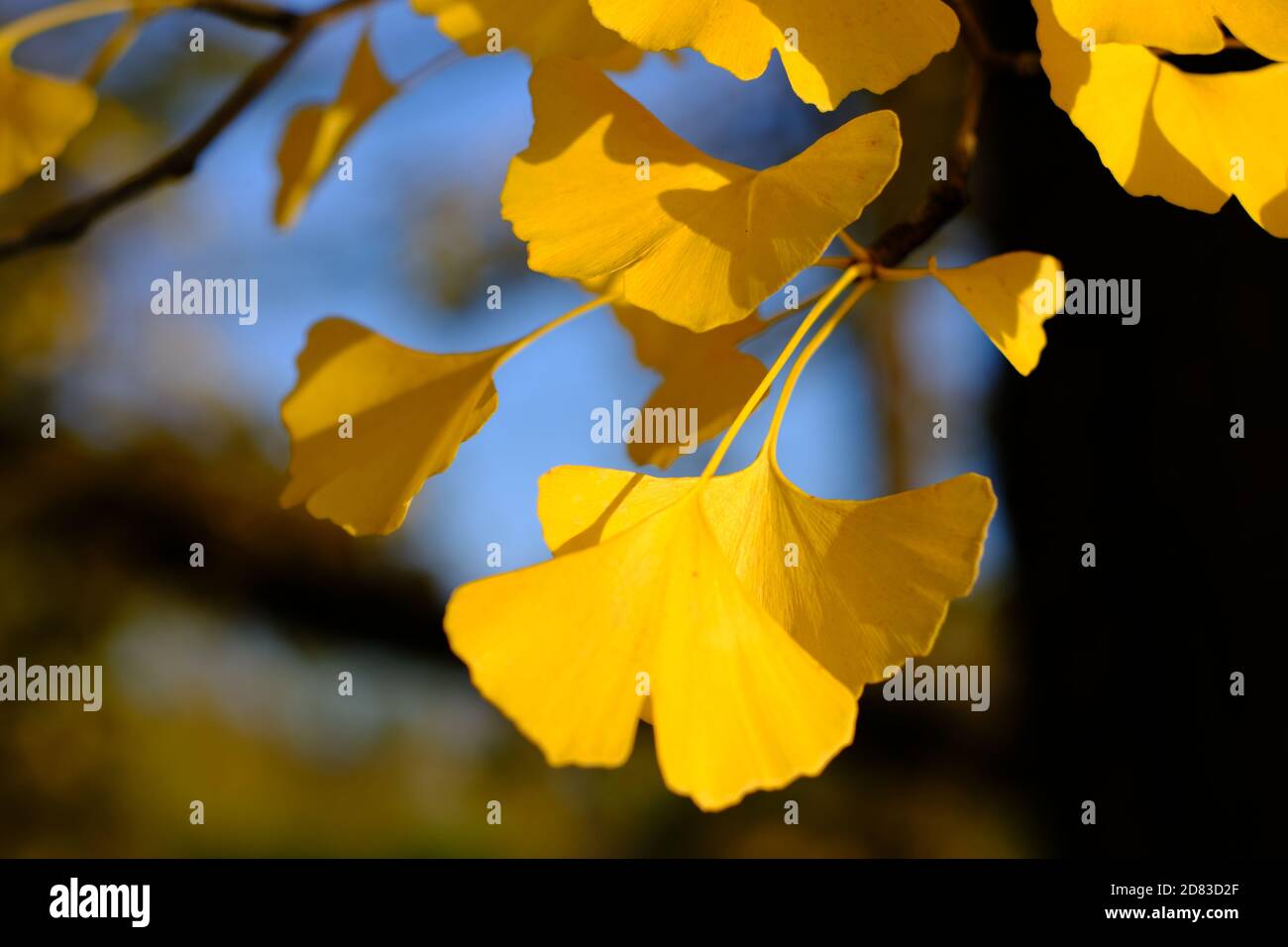 Ncc fall rhapsody hi-res stock photography and images - Alamy