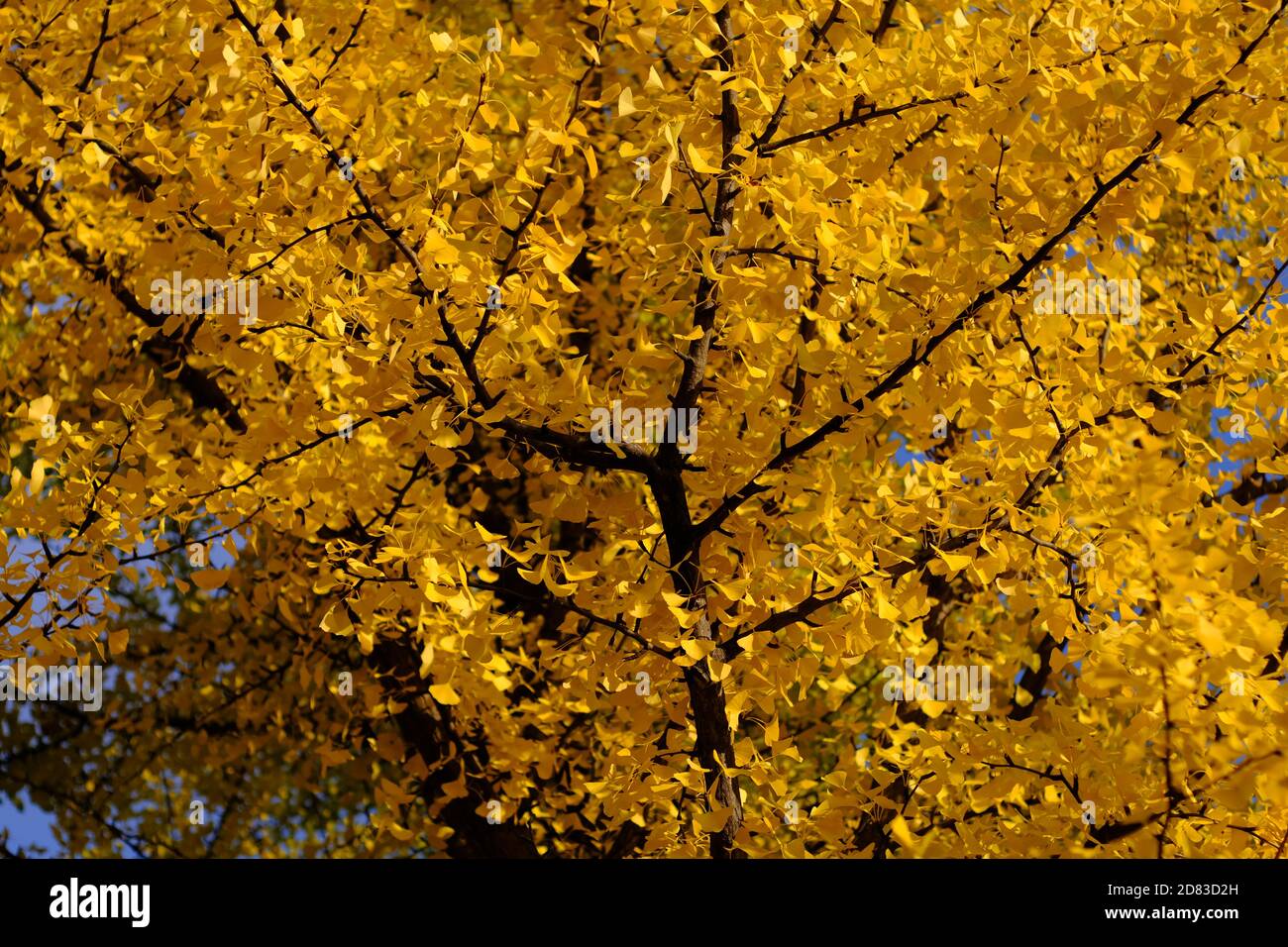 Large ginkgo leaf hi-res stock photography and images - Alamy