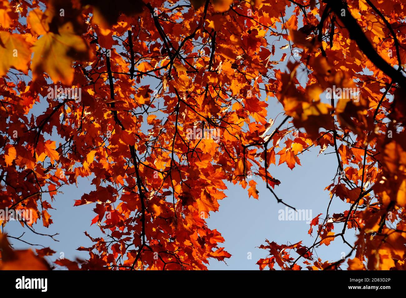 Fall foliage colour change in Ottawa, Ontario, Canada. Deep orange ...