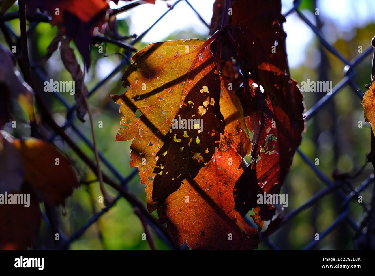 Fall foliage colour change in Ottawa, Ontario, Canada. Tattered orange ...