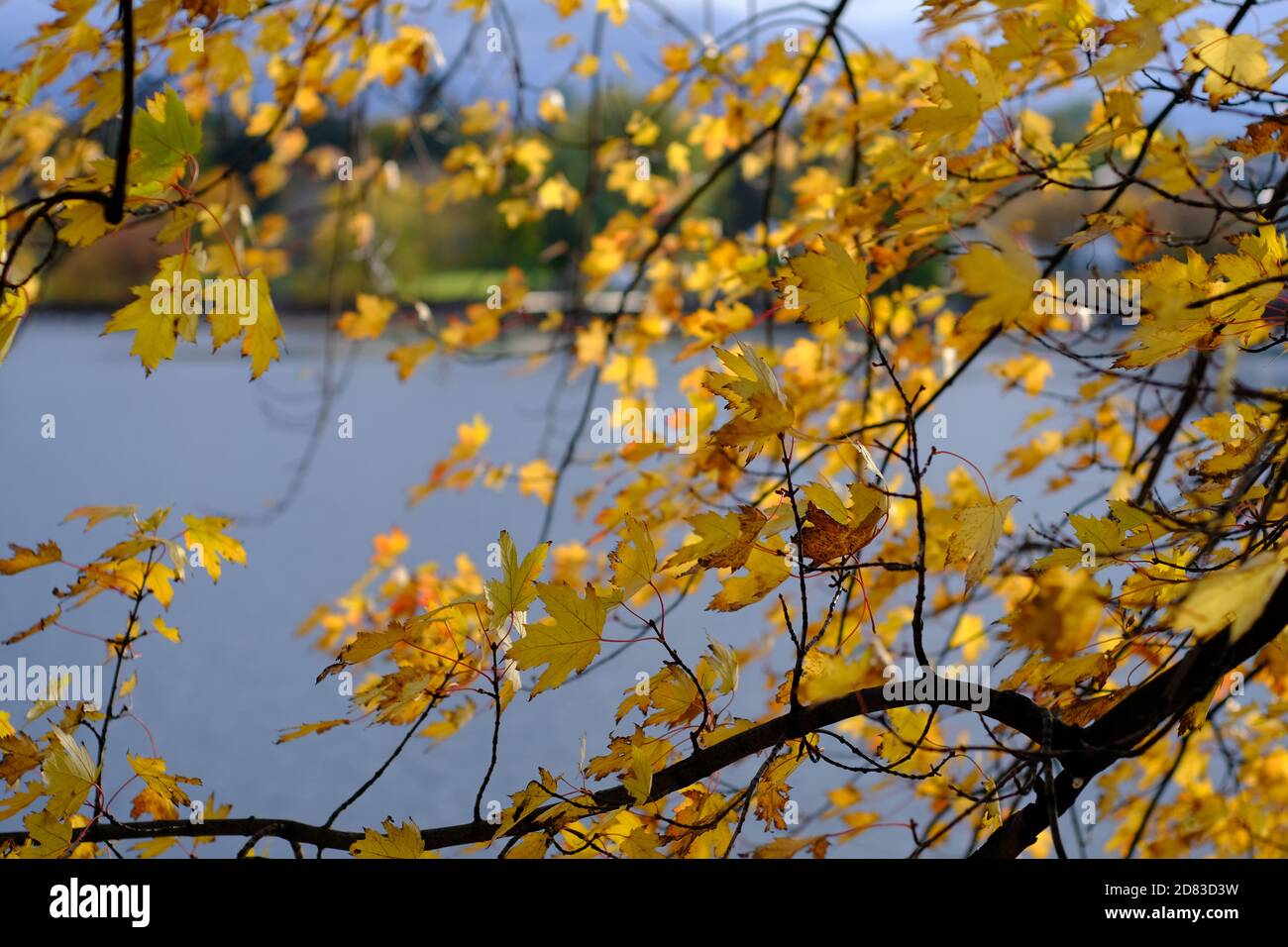 Fall foliage colour change in Ottawa, Ontario, Canada. Yellow maple ...