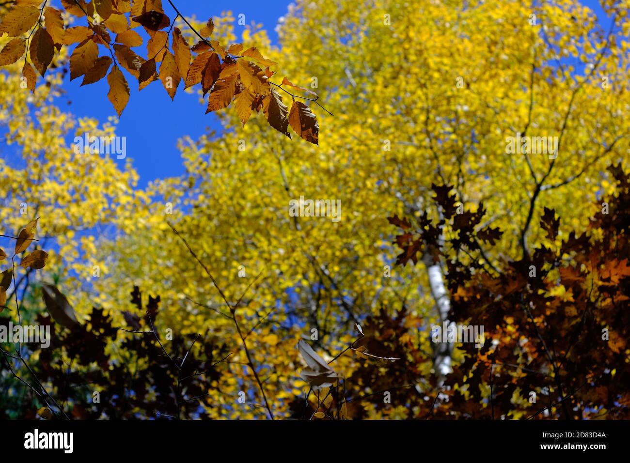 Yellow canopy! Fall leaves glowing in the late afternoon sunshine on a ...