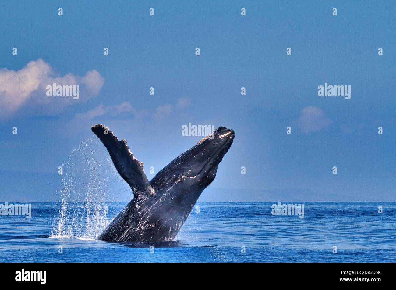 Acrobatic animals hi-res stock photography and images - Alamy