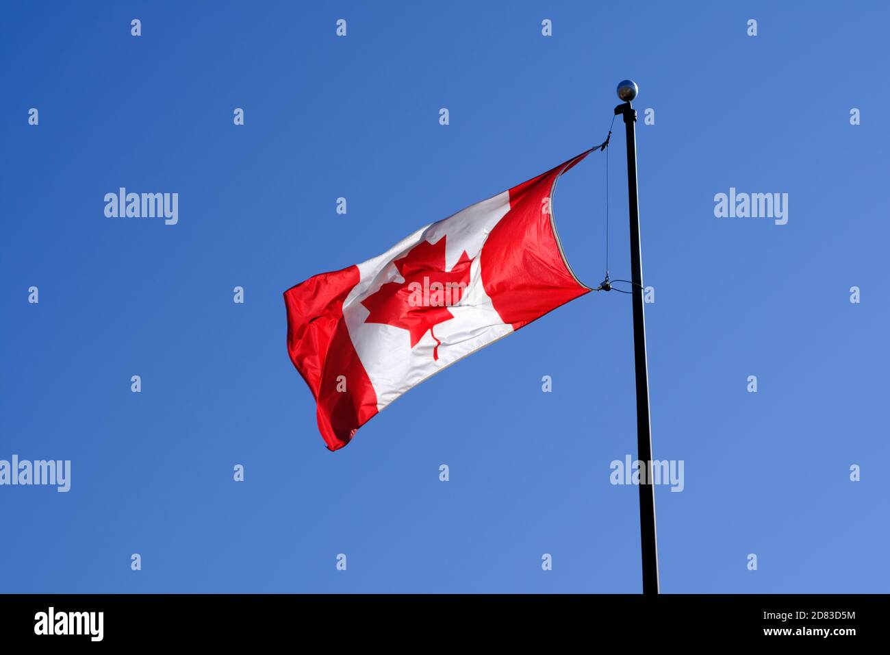 Canada maple leaf flag flapping in a gentle breeze and against a ...
