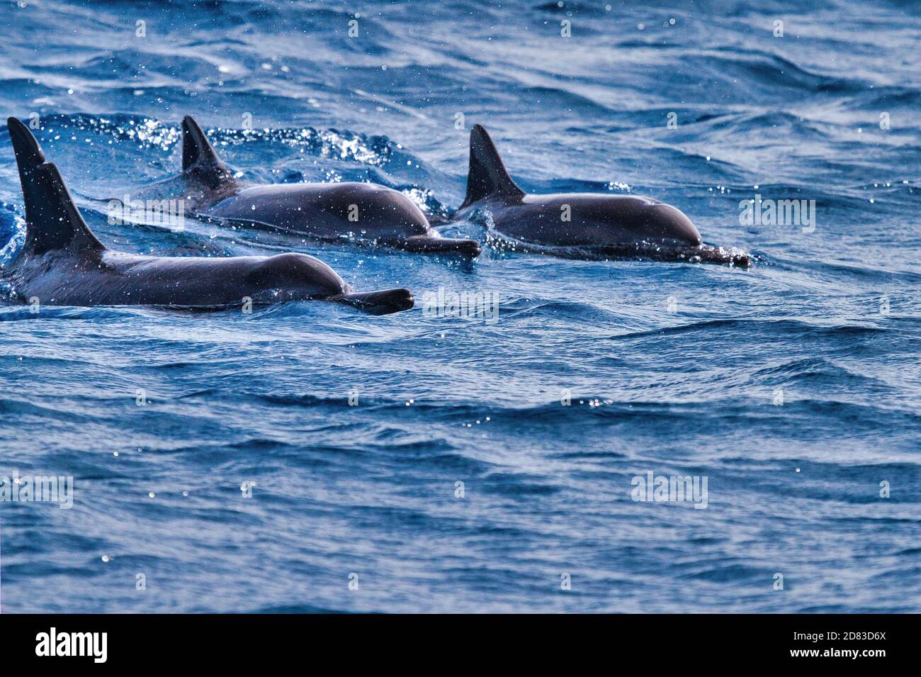 Group of dolphin hi-res stock photography and images - Alamy