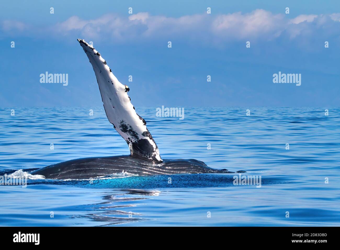 Beautiful humpback whale on its side waving its pectoral fin Stock ...