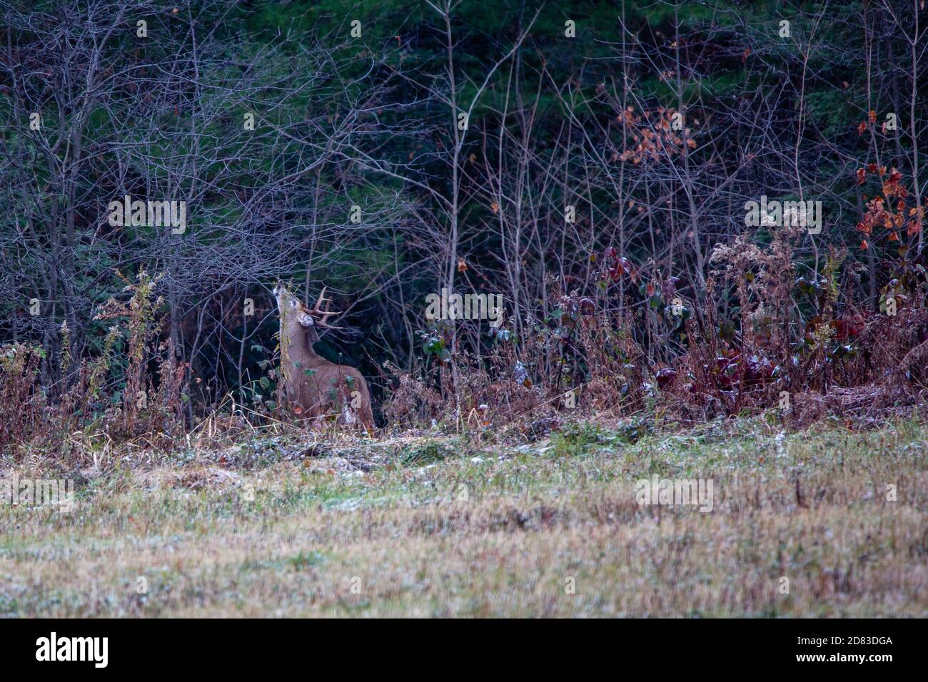 White-tailed deer buck (Odocoileus virginianus) leaving scent on tree ...