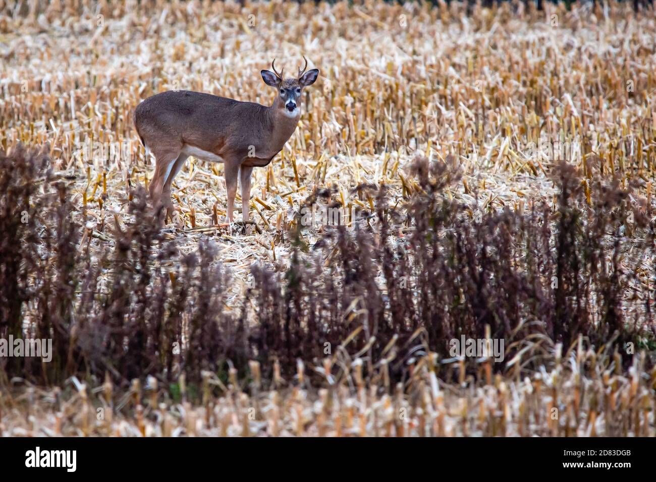 White-tailed deer buck (Odocoileus virginianus) standing in a cornfield ...