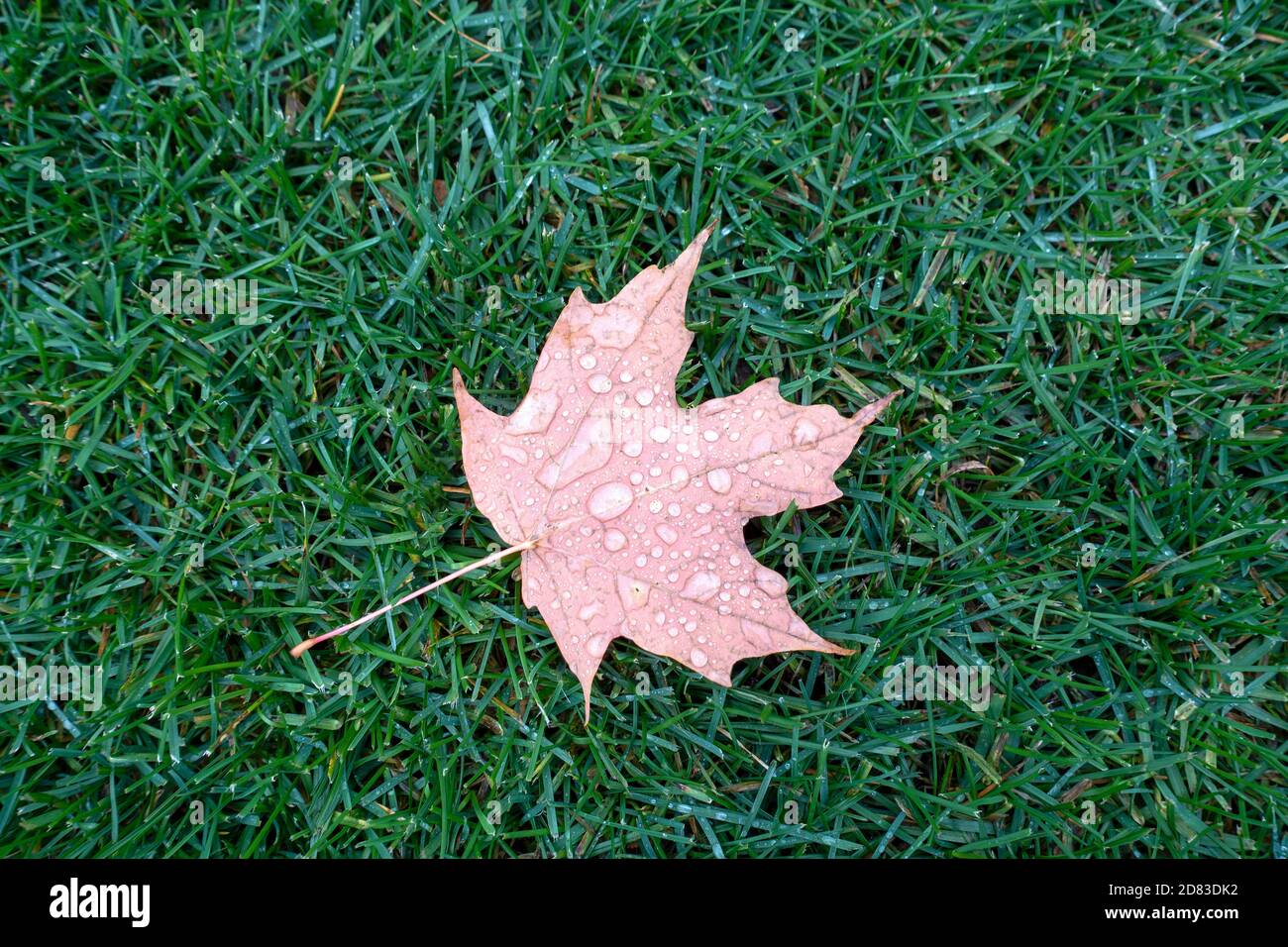 Decomposing leaf hi-res stock photography and images - Alamy
