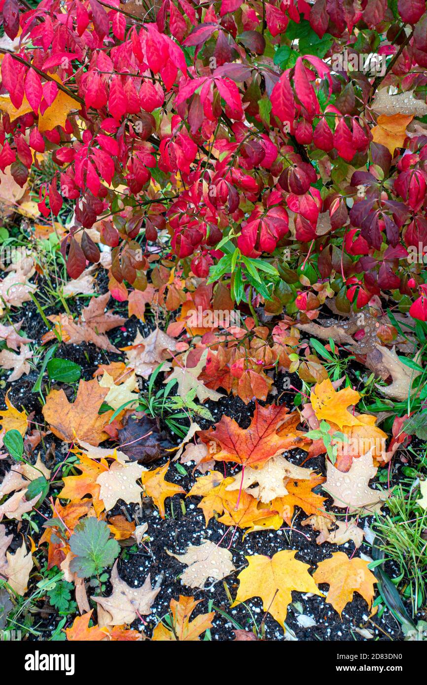Green burning bush hi-res stock photography and images - Alamy
