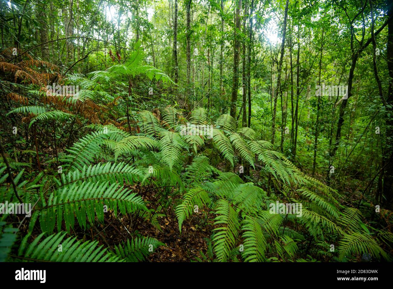 green fern tree nature in the rain forest / Landscape dark tropical ...
