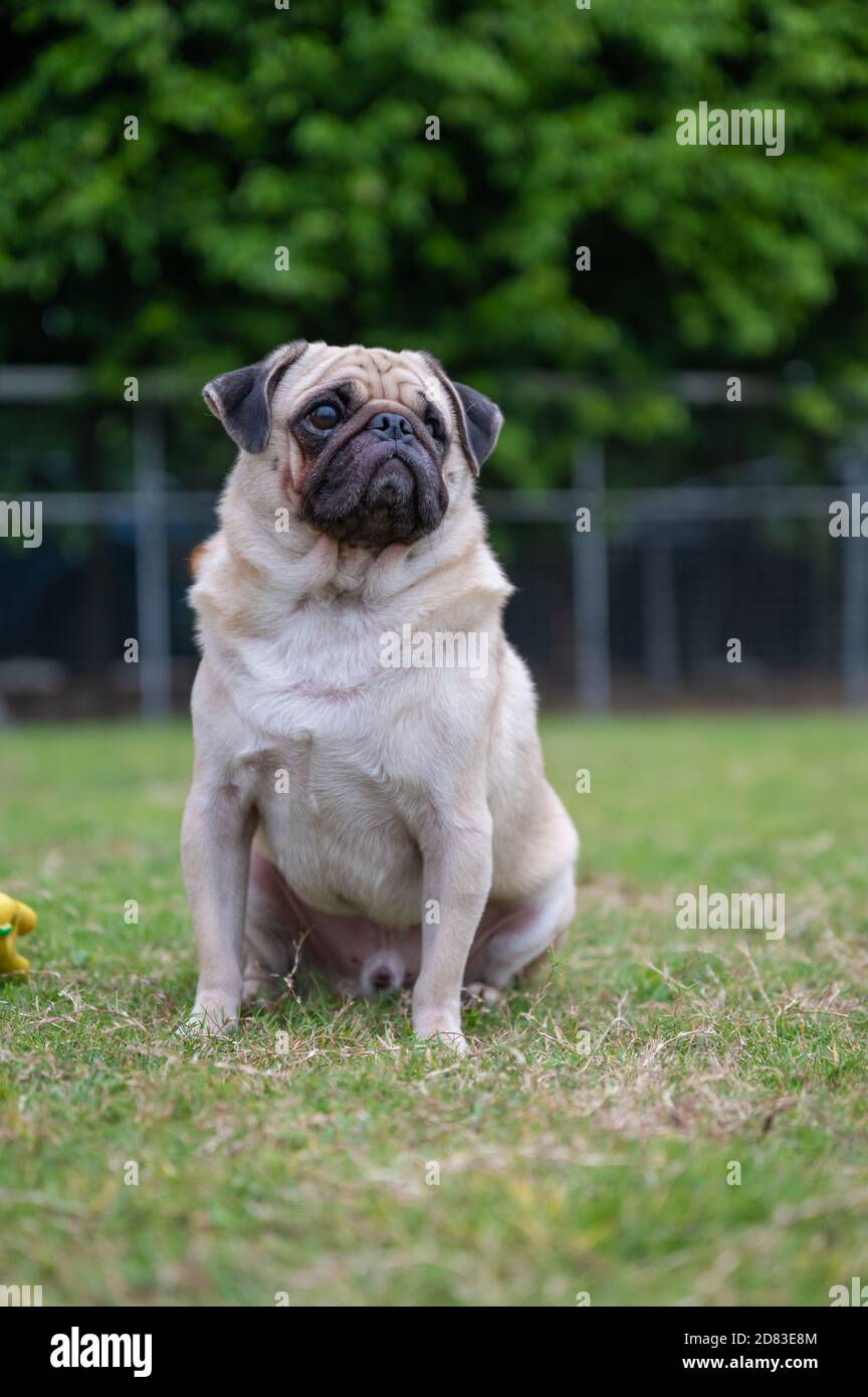 Pug sitting on the grass Stock Photo - Alamy