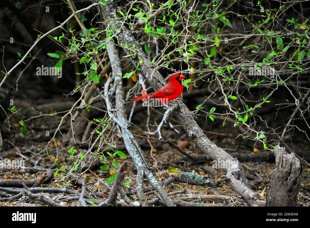 Red cardinal hi-res stock photography and images - Alamy