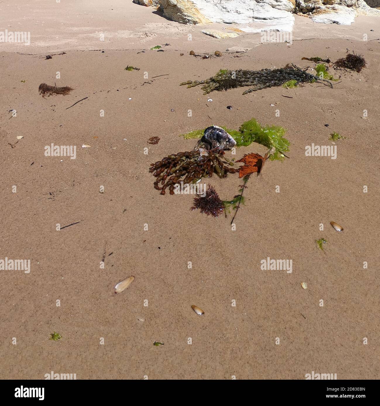 Seaweed Sand and Rocks at Opossum Bay Stock Photo - Alamy