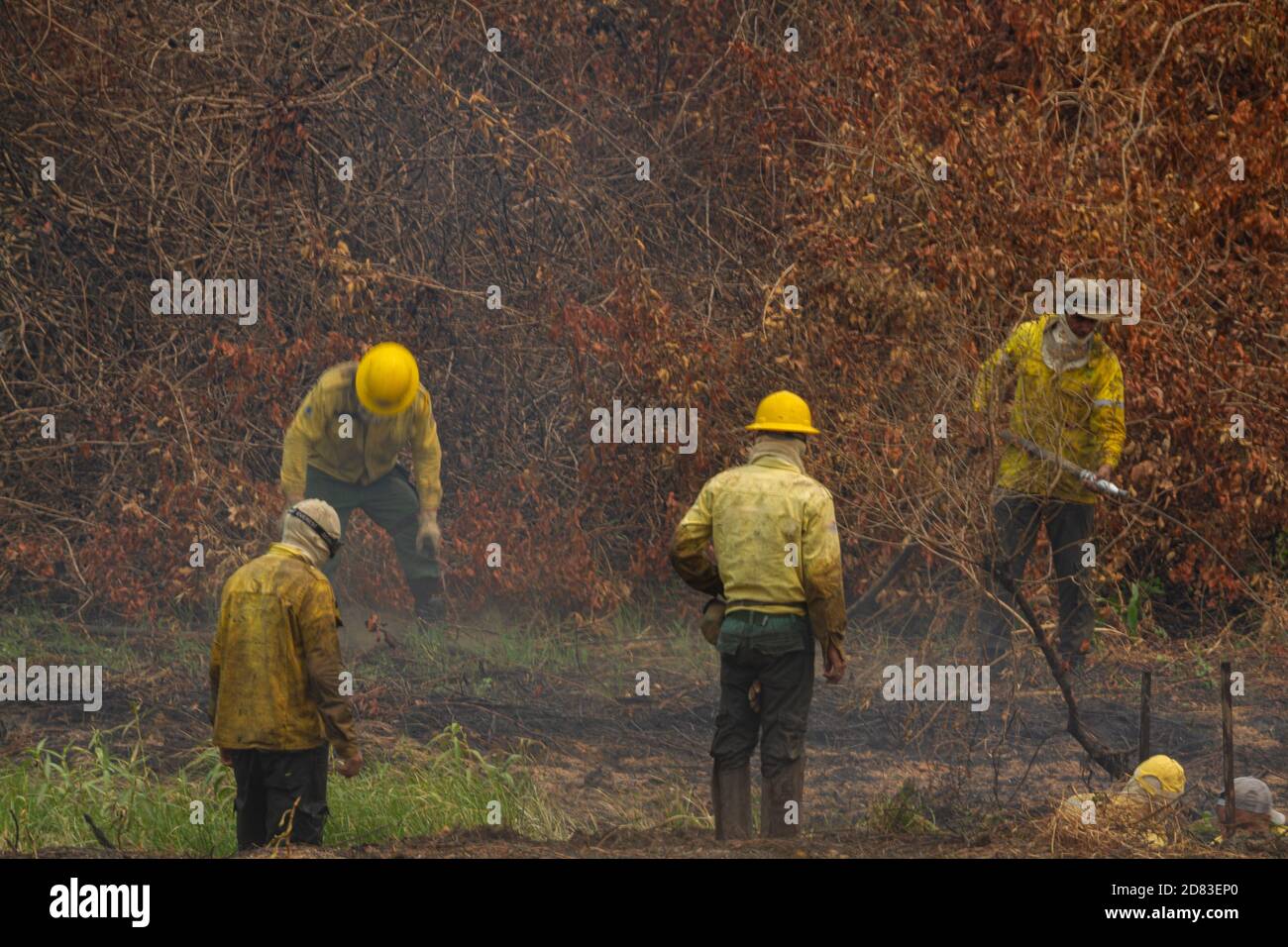 Firefighters fighting against the big Fire in Brazilian Pantanal Stock ...