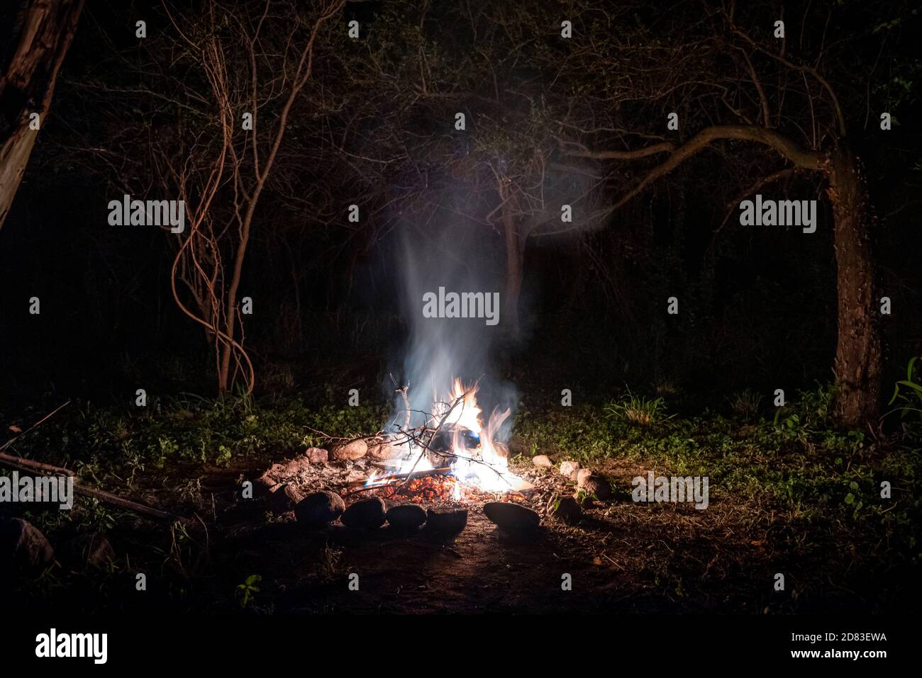 Flames of a campfire at night in a dark spooky forest surrounded by ...