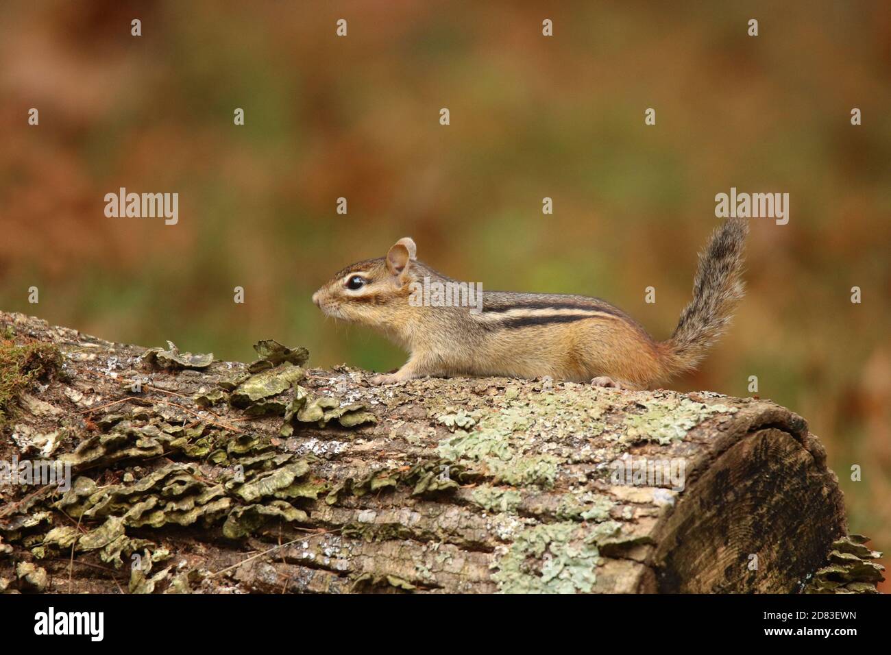 Eastern Chipmunk Tracks